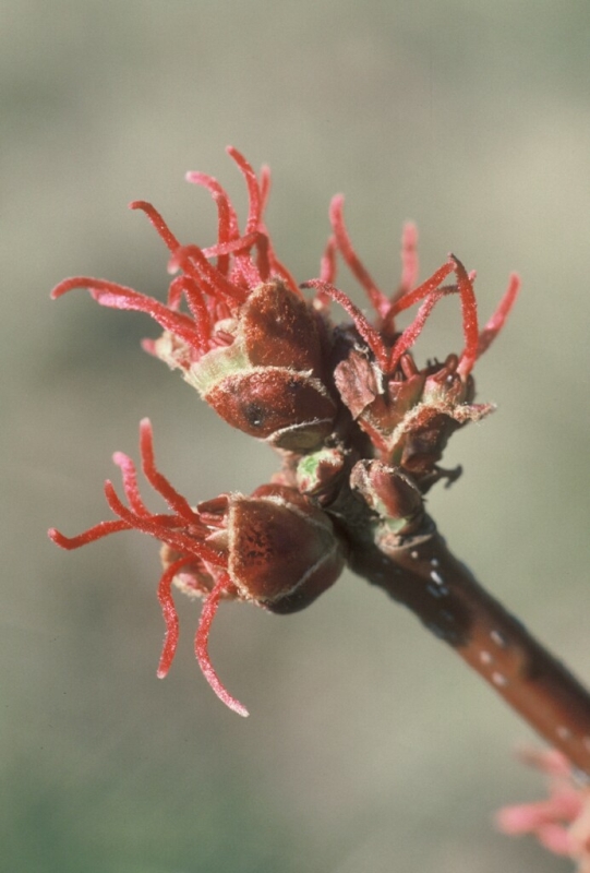 Acer saccharinum | FLNPS